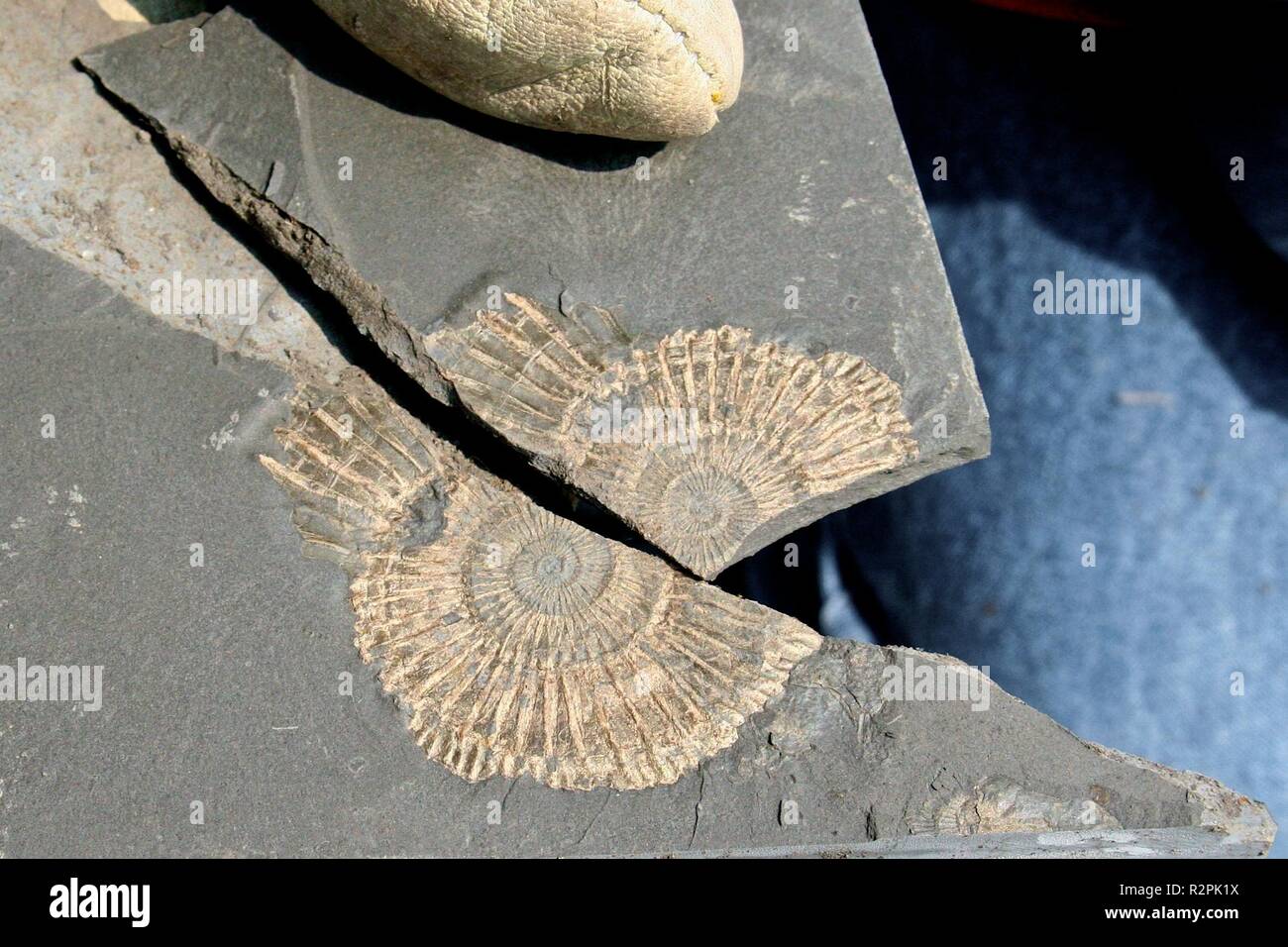 Slate fossils hi-res stock photography and images - Alamy