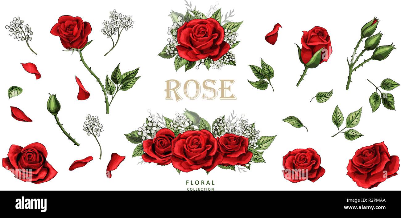 Red roses hand drawn illustration elements colored set Stock Vector ...