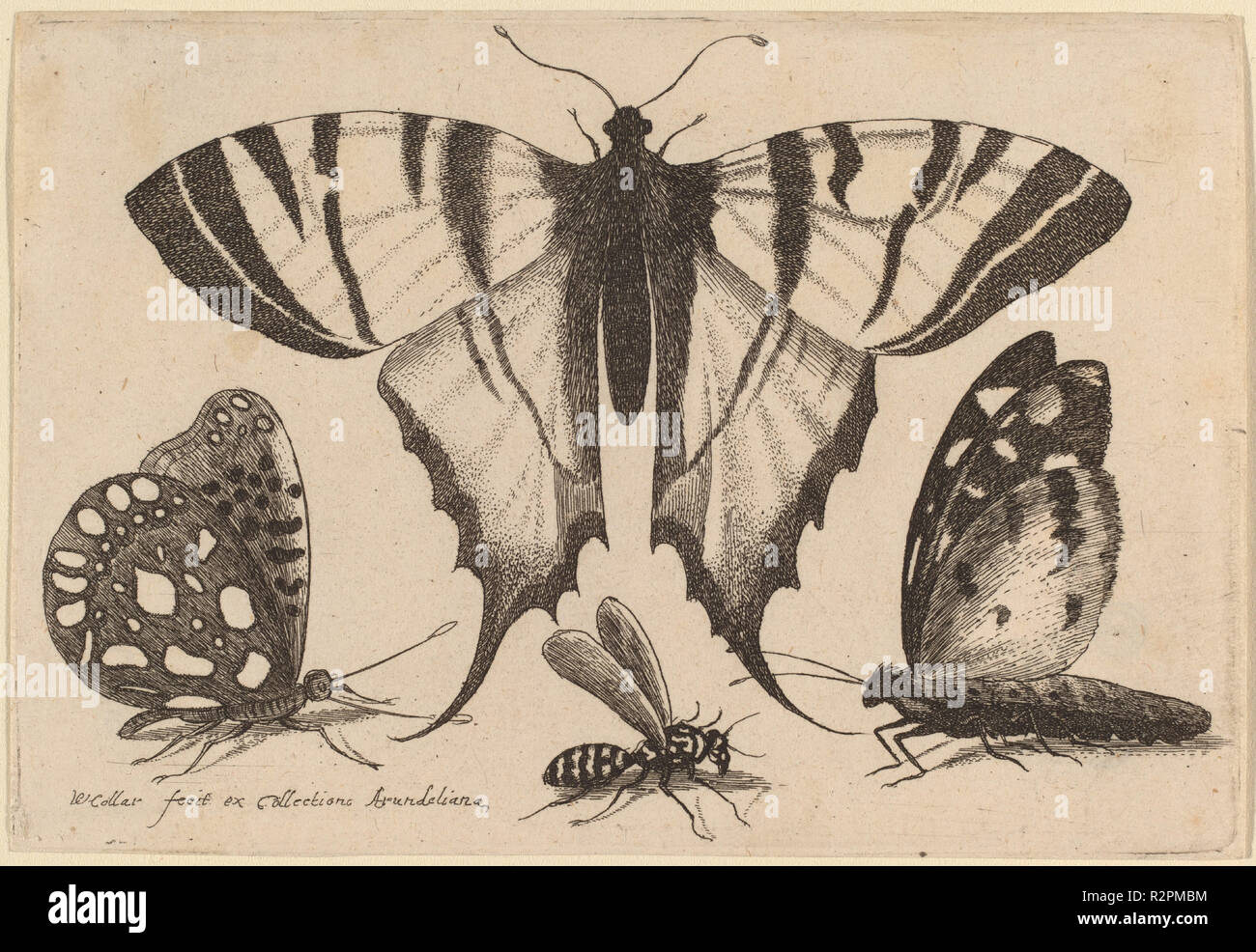 Washington state butterfly hi-res stock photography and images - Alamy