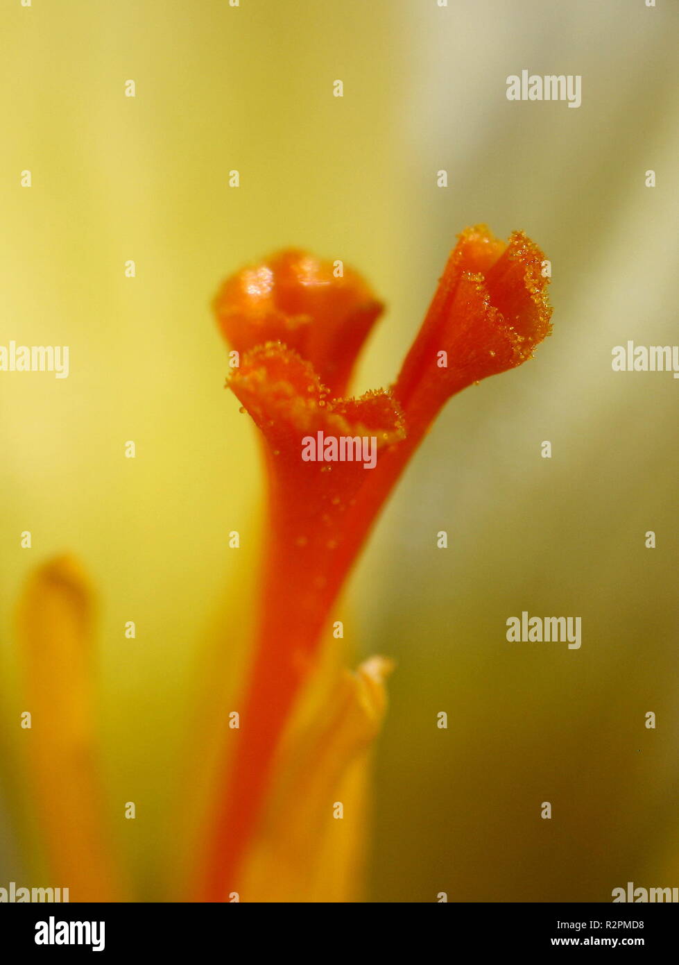 Fructified hi-res stock photography and images - Alamy