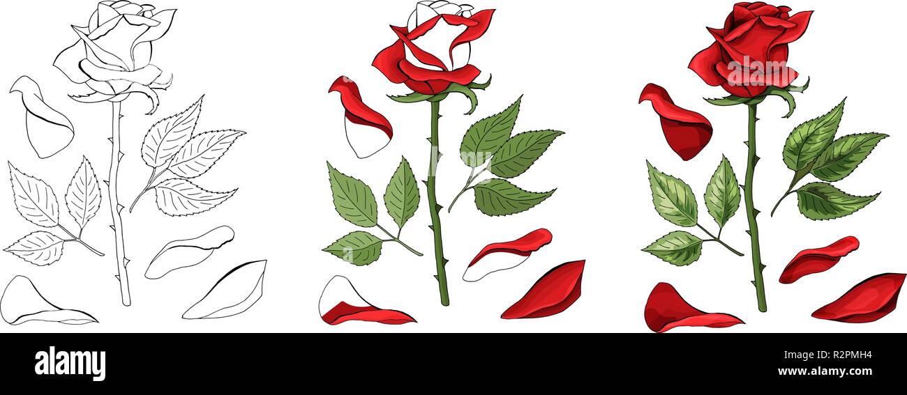 Roses hand drawing and colored. A blossoming rosebud. Vector ...