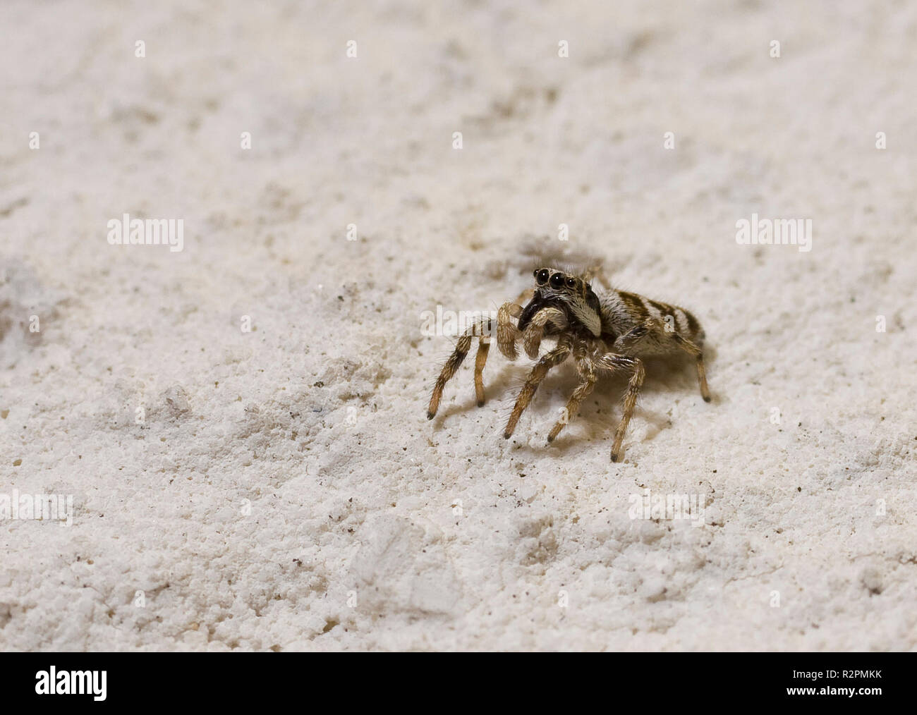 Spider threat hi-res stock photography and images - Alamy