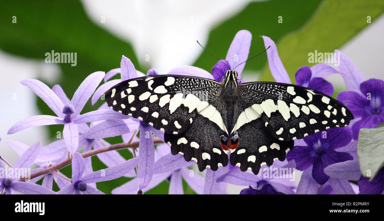 Emperor swallowtail hi-res stock photography and images - Alamy