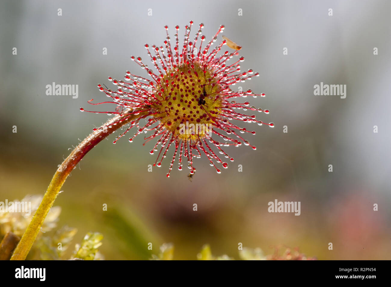 Round-leaved sundew, Drosera rotundifolia Stock Photo - Alamy