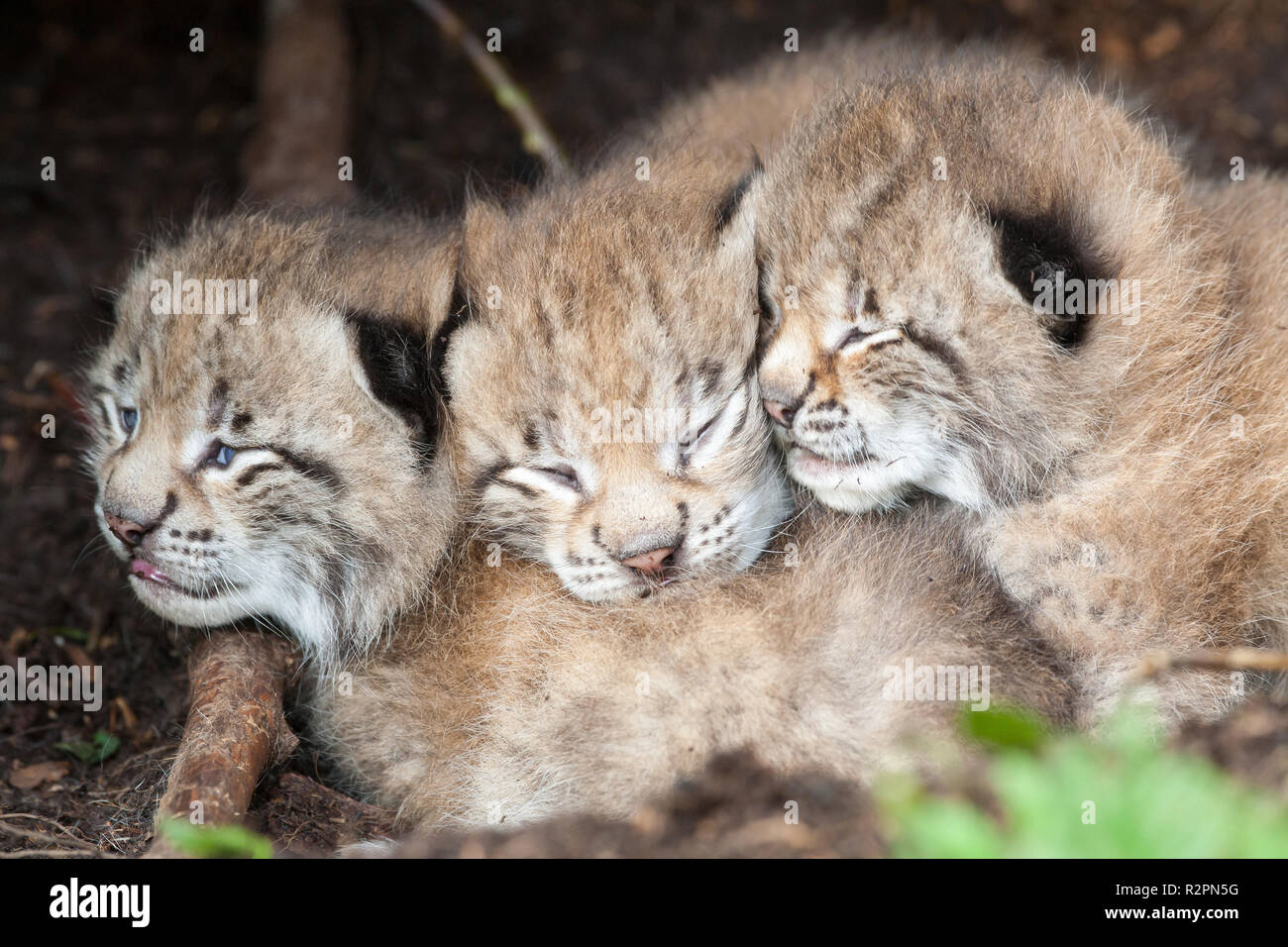 three young lynx Stock Photo - Alamy