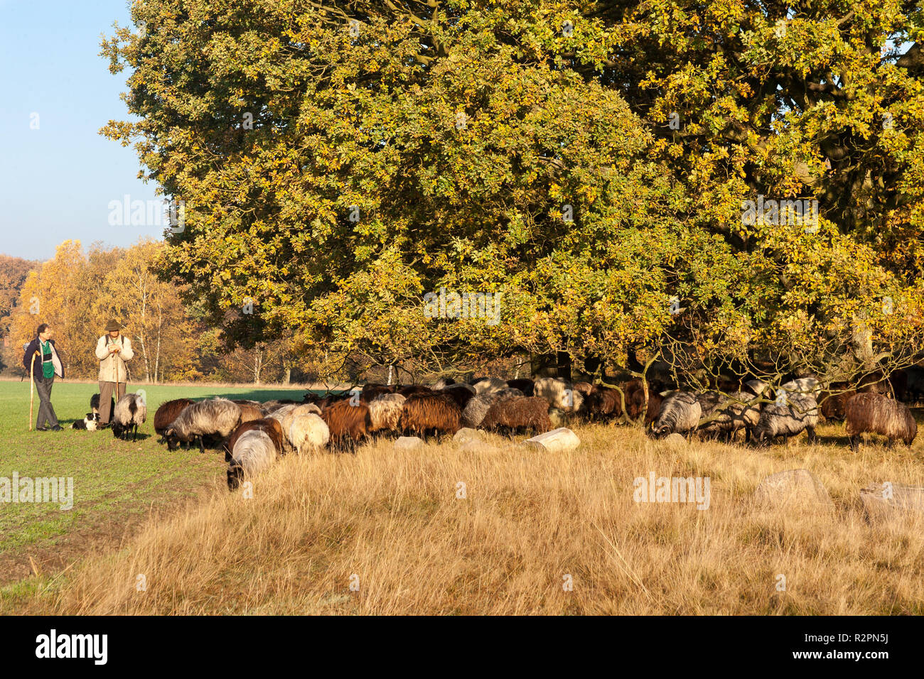 Shepherd with german heaths in the lueneburg heath hi-res stock ...