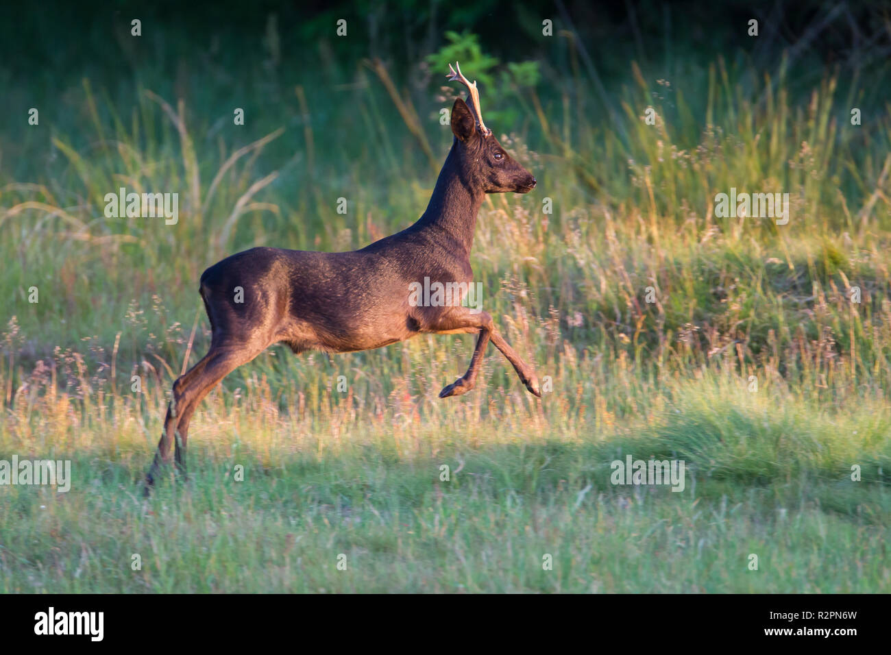 Military jumping hi-res stock photography and images - Alamy