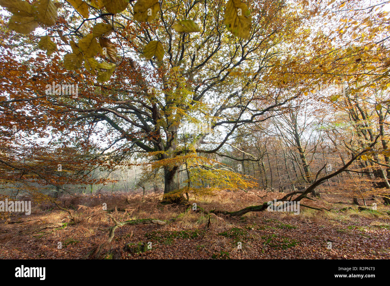 Old oak leaves hi-res stock photography and images - Alamy