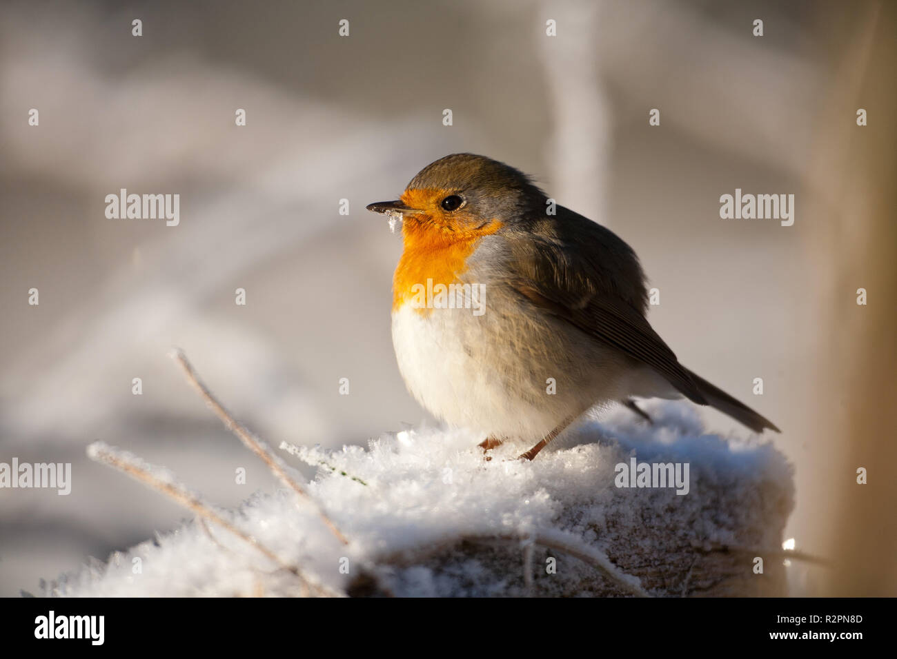 Robins snow winter hi-res stock photography and images - Alamy