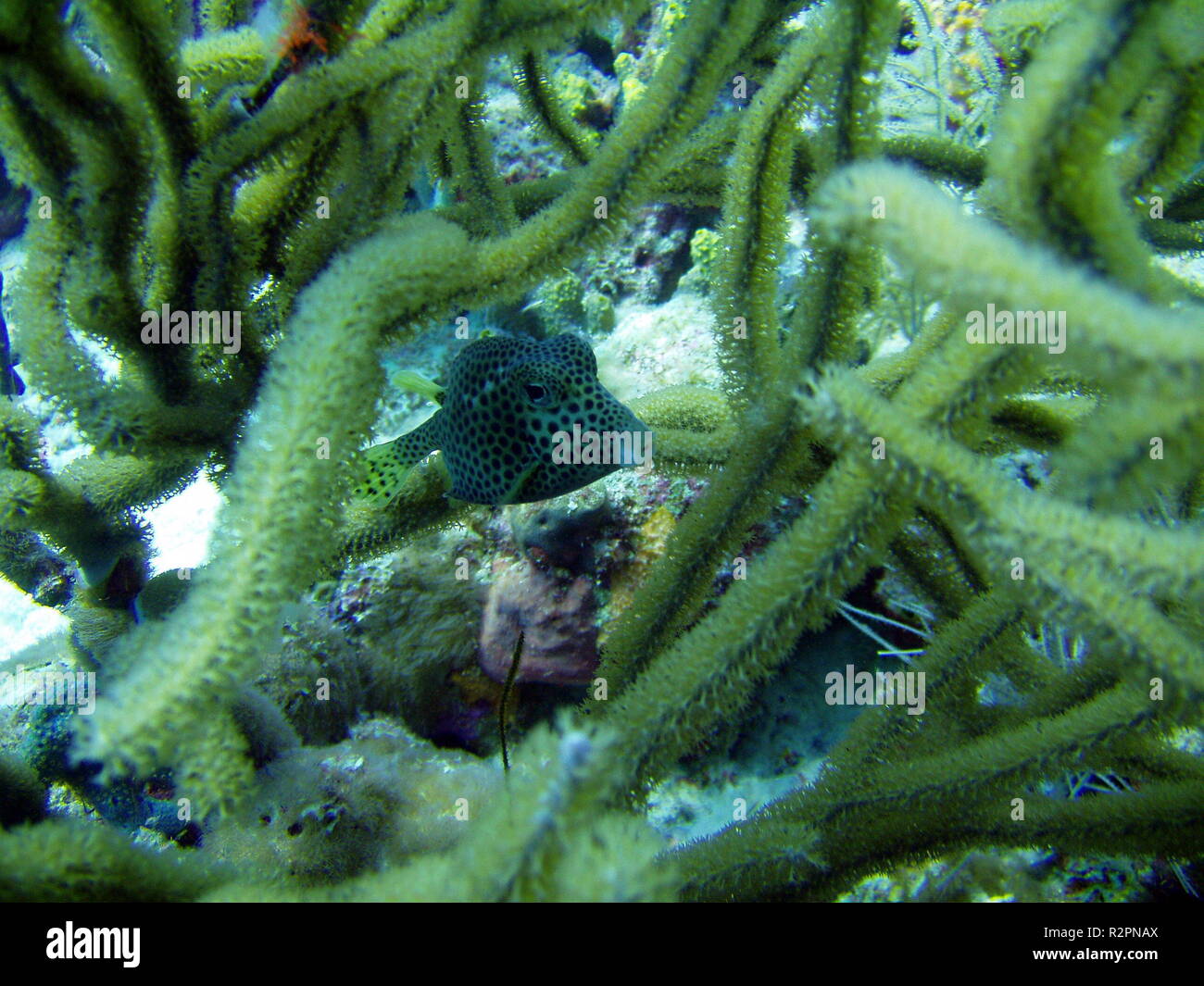 Boxfish caribbean hi-res stock photography and images - Alamy