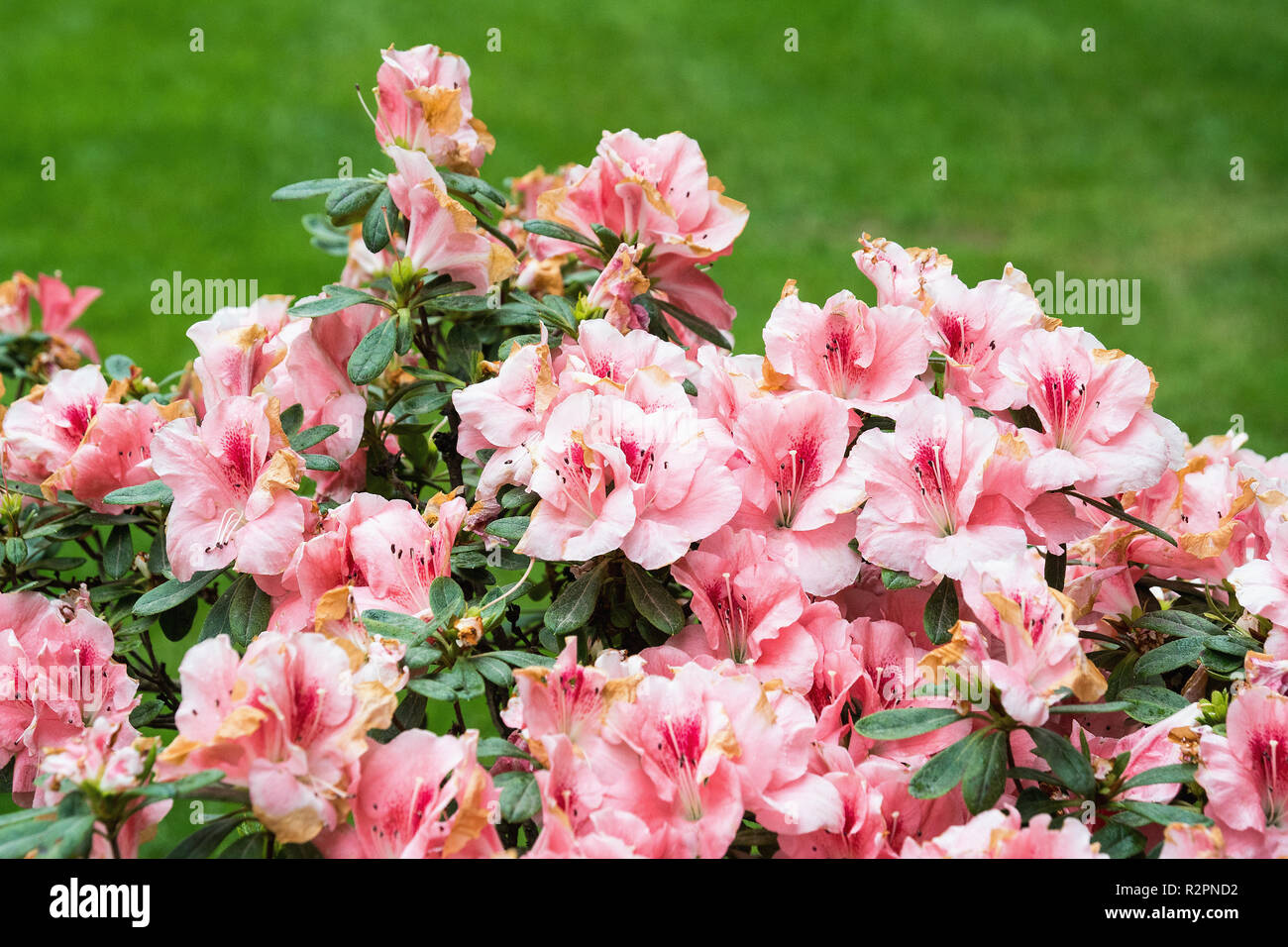 Florence, Basilica di Santa Croce, floral arrangements, azaleas Stock ...