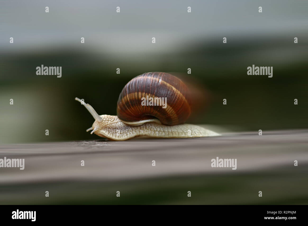 Fast moving snail hi-res stock photography and images - Alamy