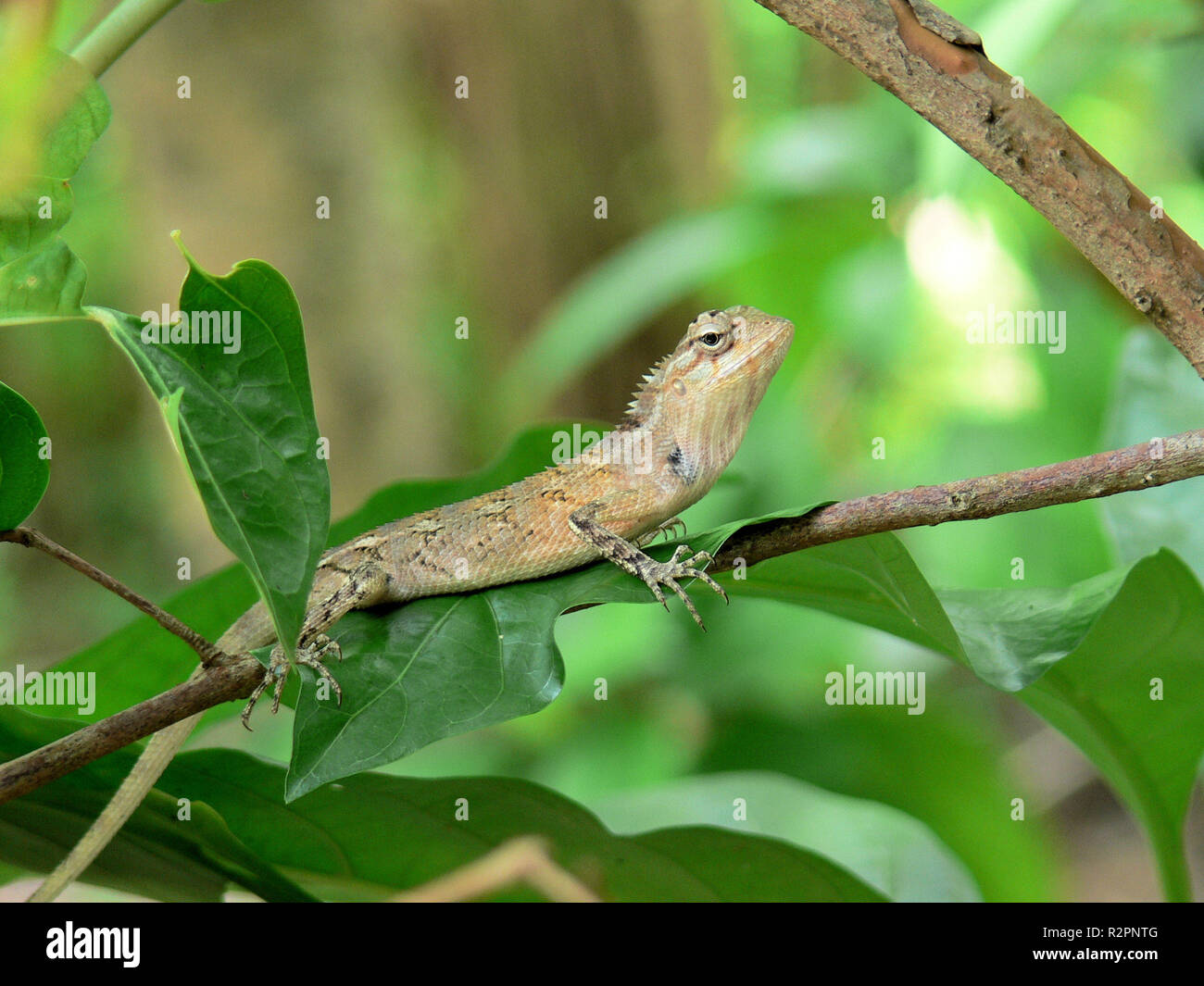 Nackenkamm hi-res stock photography and images - Alamy