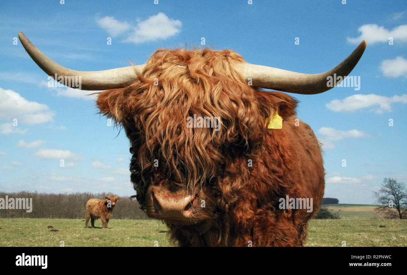 Highlandrinder hi-res stock photography and images - Alamy