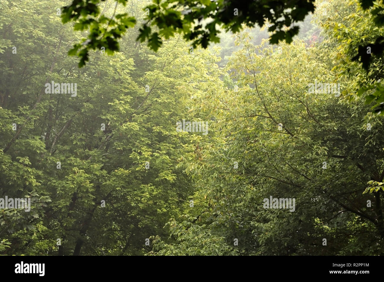 Beautiful green tree leaves at dawn Stock Photo - Alamy