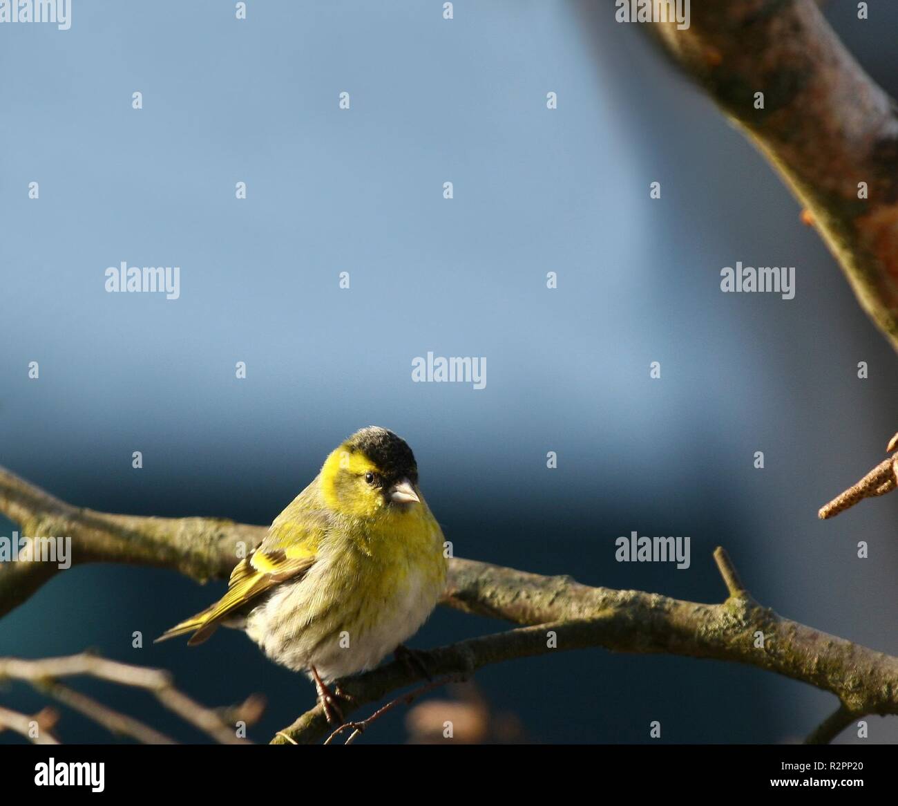 Whether male hi-res stock photography and images - Alamy