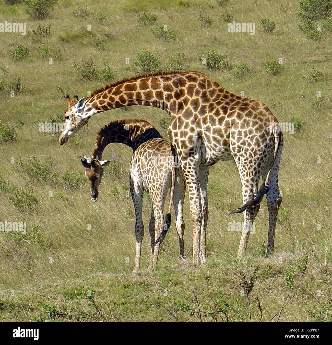 Africa geometry hi-res stock photography and images - Alamy
