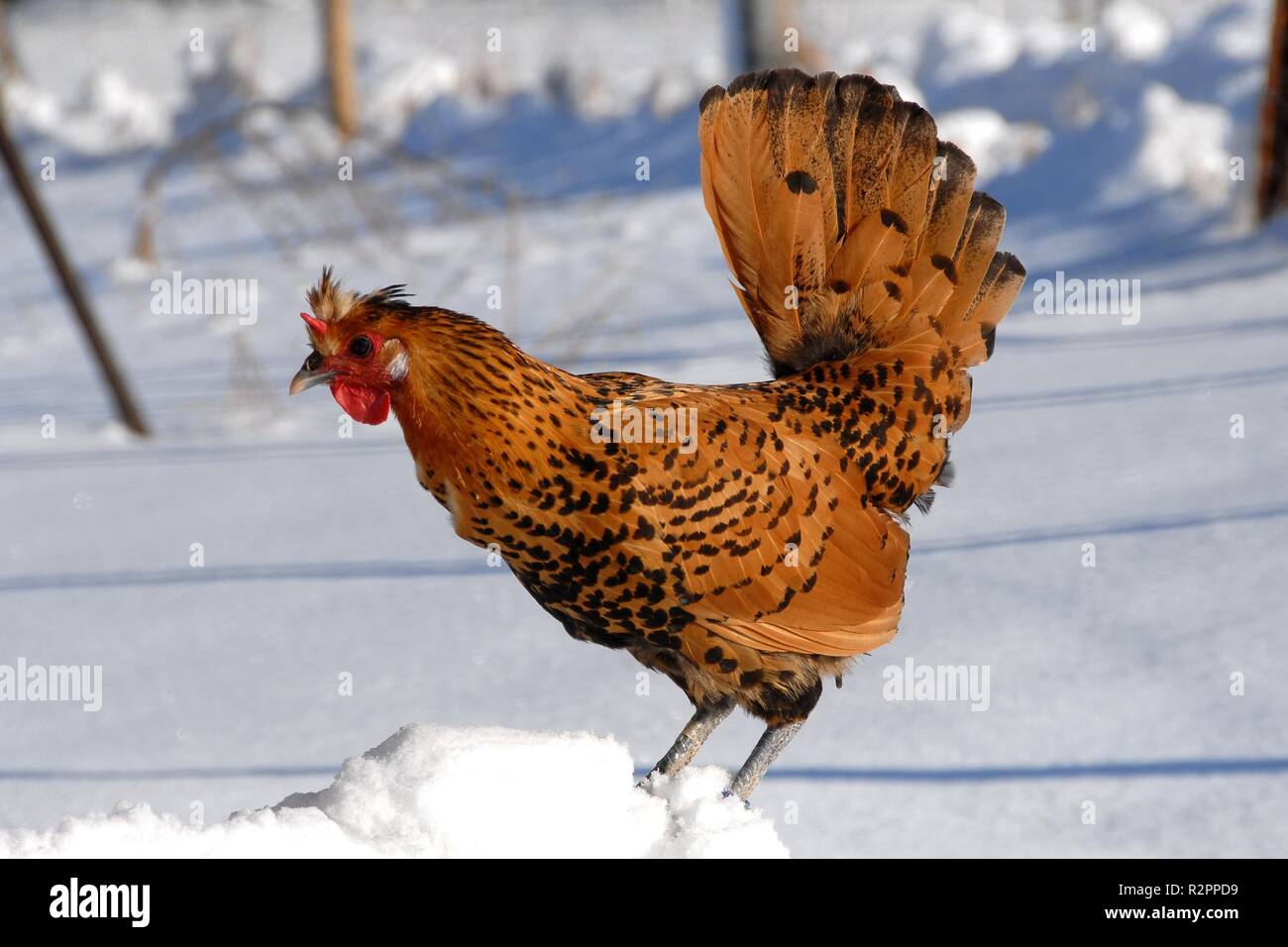 chicken on the hill Stock Photo - Alamy