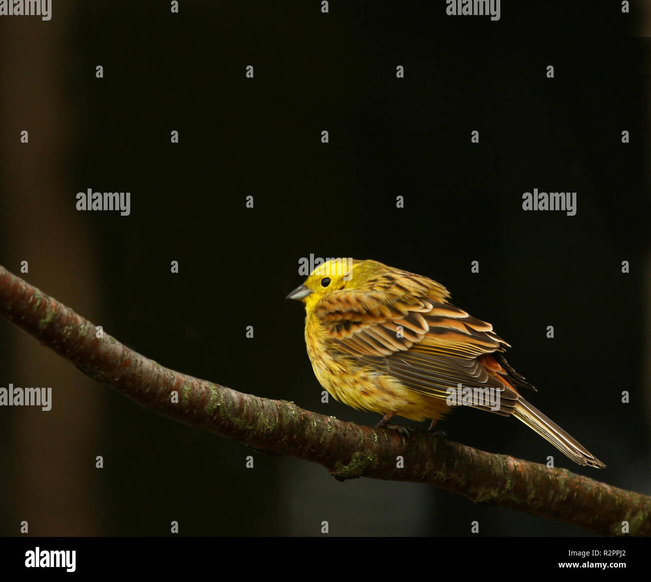 Goldammer hi-res stock photography and images - Alamy