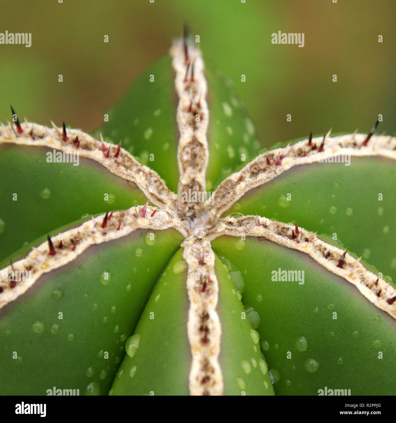 cactus with water drops Stock Photo - Alamy