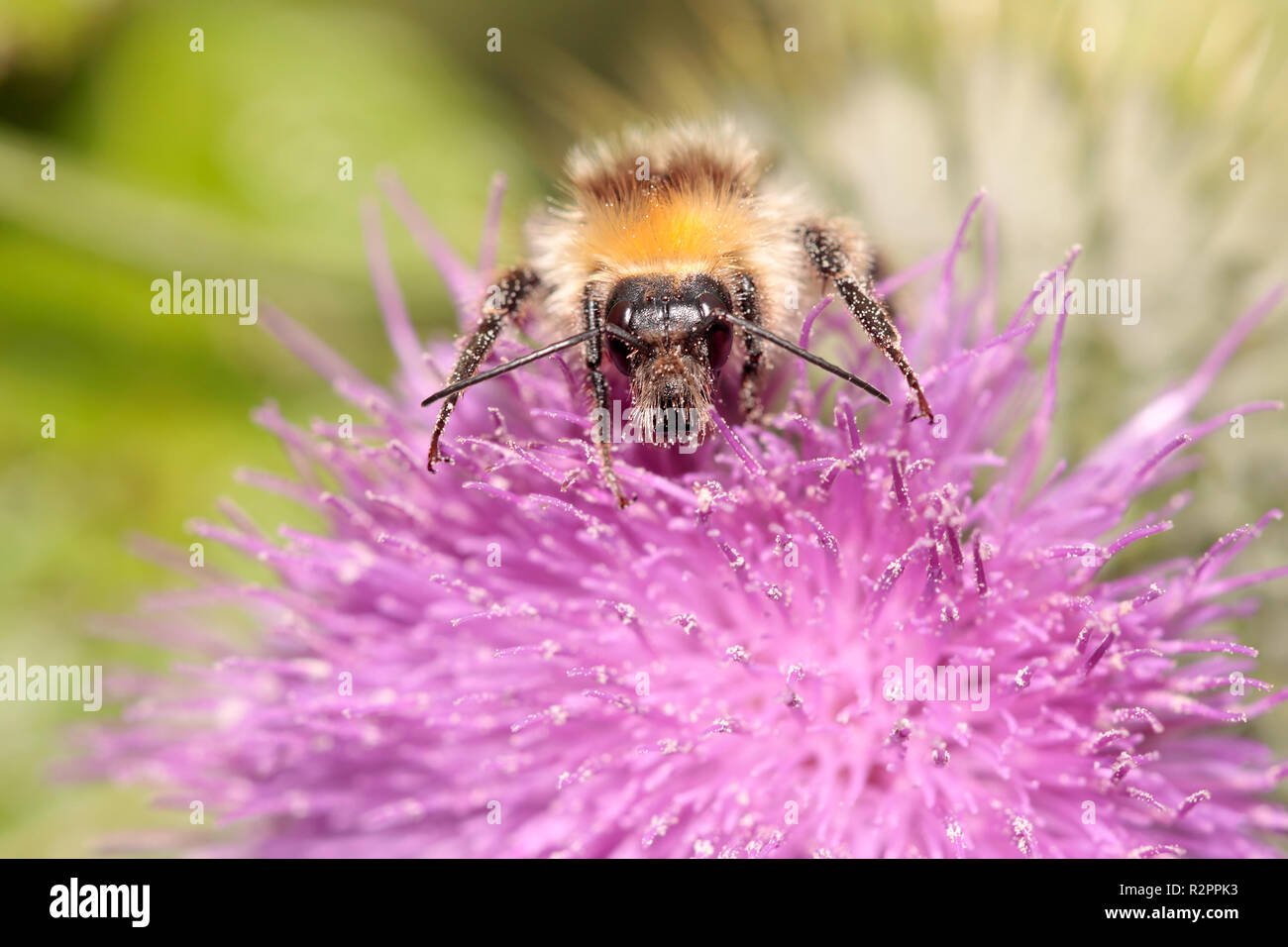 Macro of a bumblebee in a wild spring flower Stock Photo - Alamy