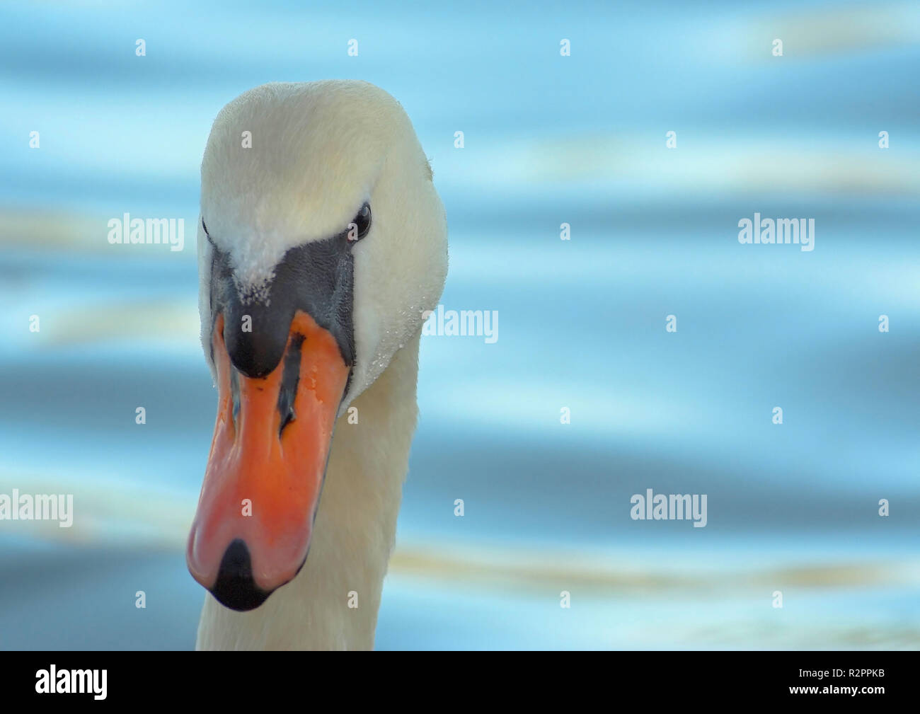 Portrait swan hi-res stock photography and images - Alamy