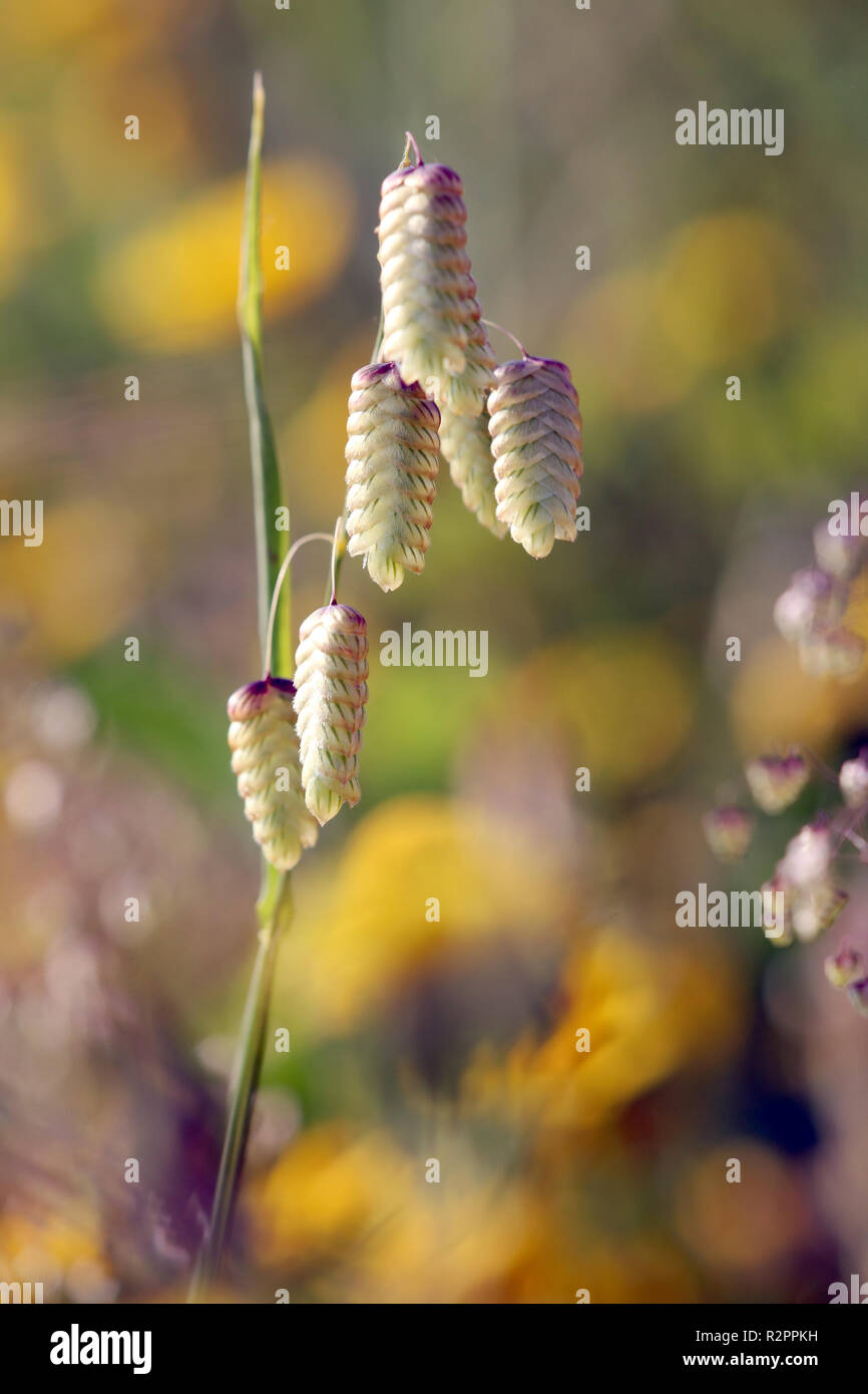 Interesting bell weeds in his natural background Stock Photo - Alamy