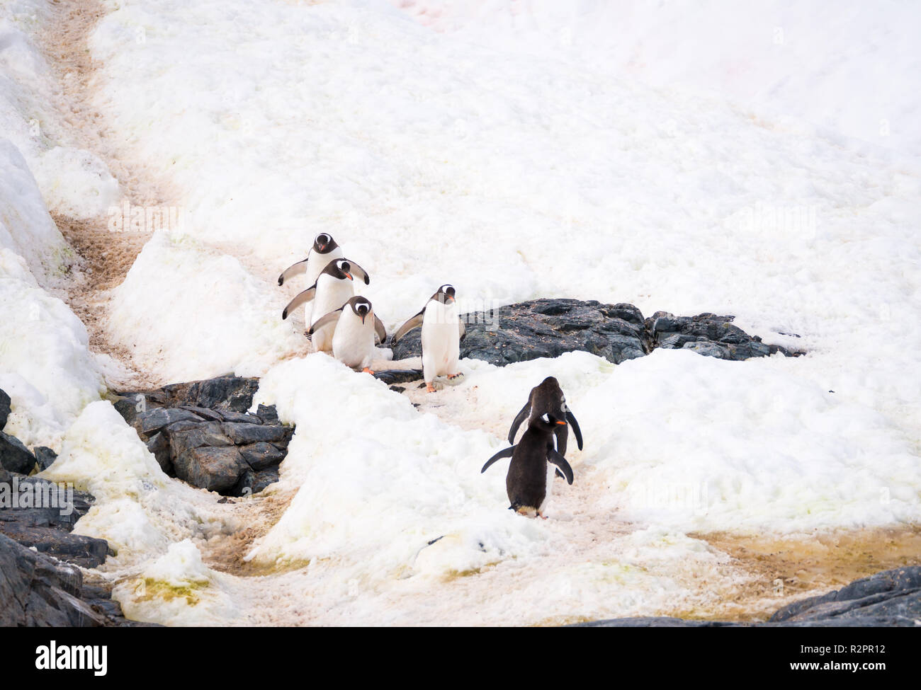 Penguin highway hi-res stock photography and images - Alamy