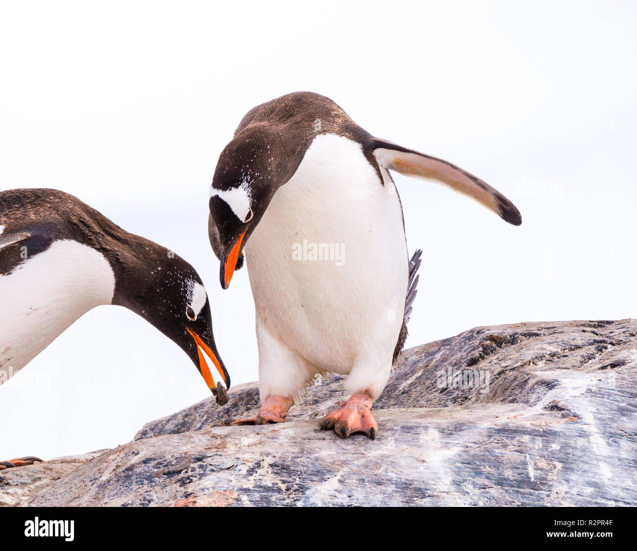 Male and female penguins hi-res stock photography and images - Alamy