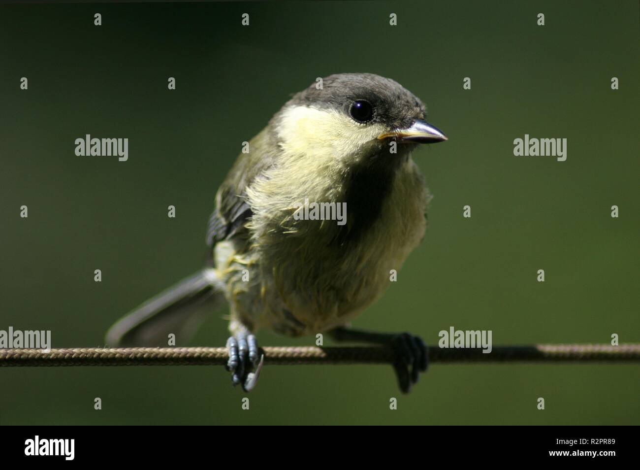 curious great tit baby Stock Photo - Alamy