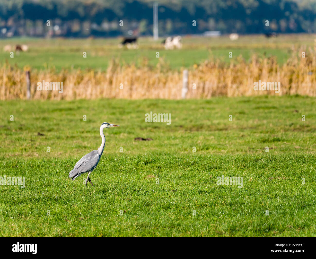 Heron field hi-res stock photography and images - Alamy