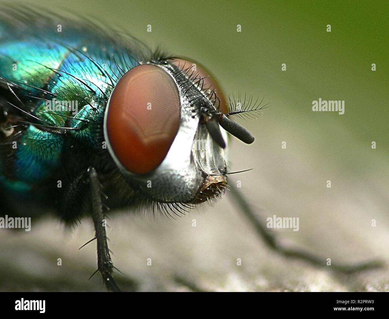 Flys eye view hi-res stock photography and images - Alamy