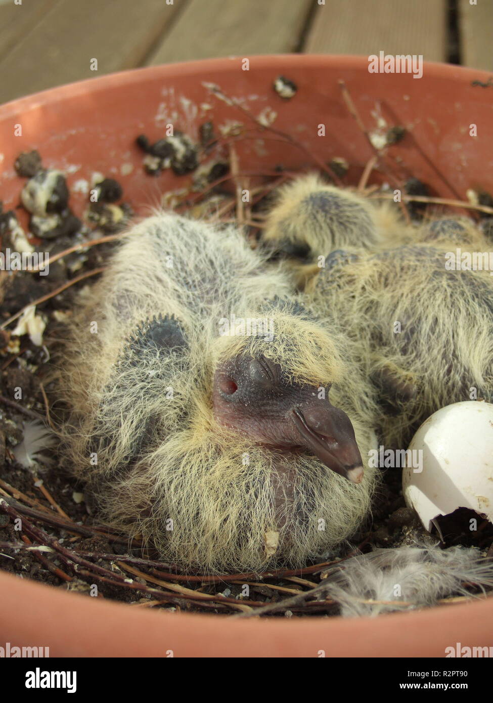 pigeon chick - five days old (2 Stock Photo - Alamy