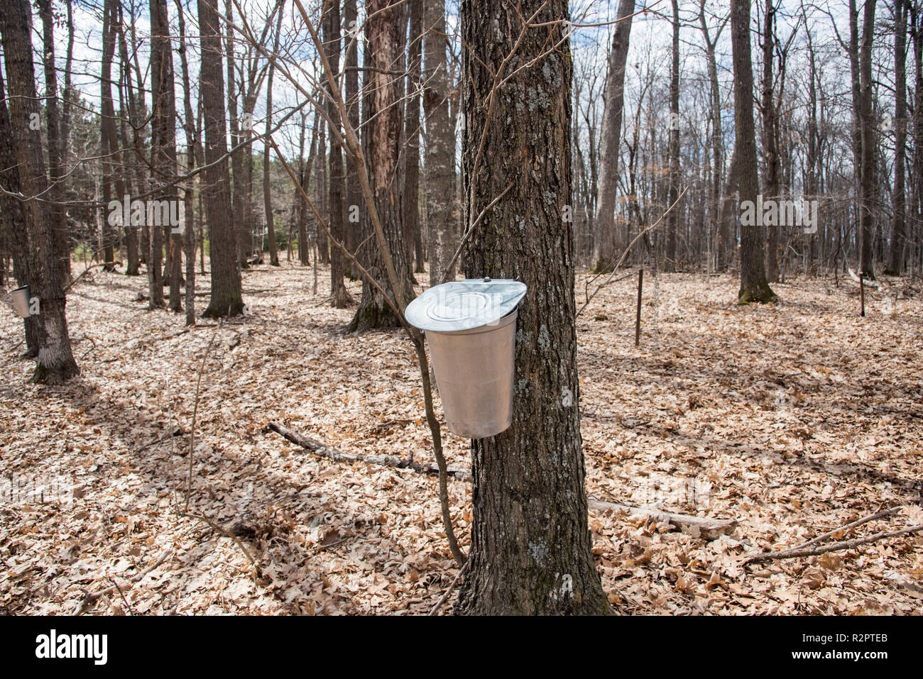 Bucket for collecting maple tree sap with leafless woodland forest and ...