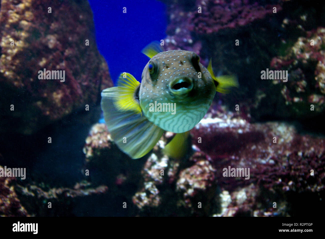 Kugelfisch aquarium hi-res stock photography and images - Alamy