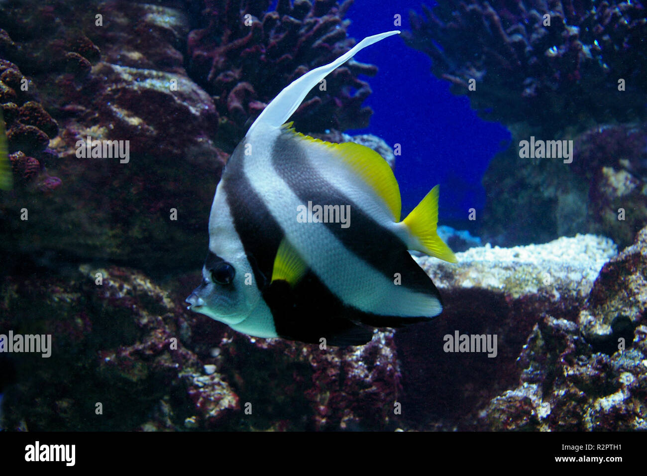 Wimpelfisch hi-res stock photography and images - Alamy