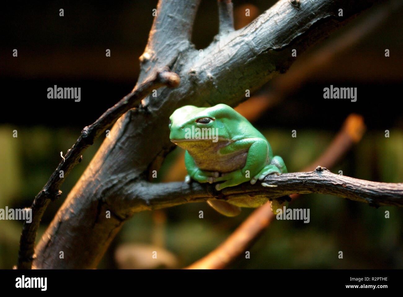 Lizards and frog hi-res stock photography and images - Alamy