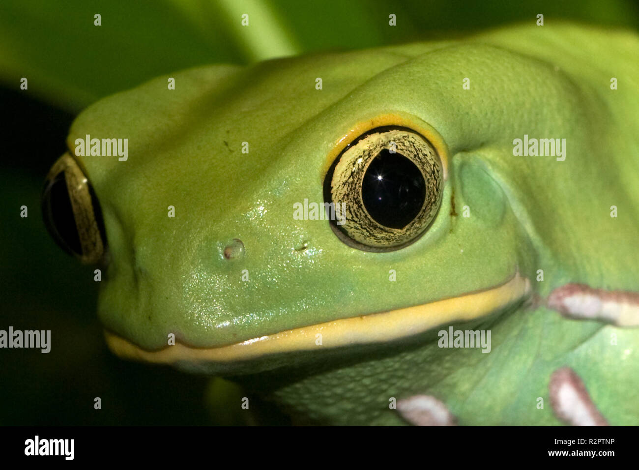 Amphibians face hi-res stock photography and images - Alamy