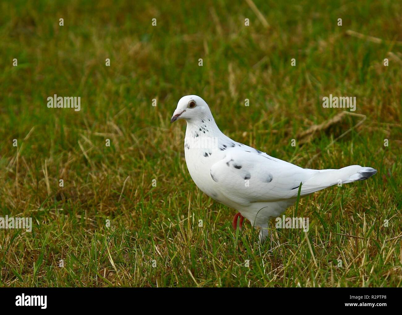 Racing pigeon breeding hi-res stock photography and images - Alamy