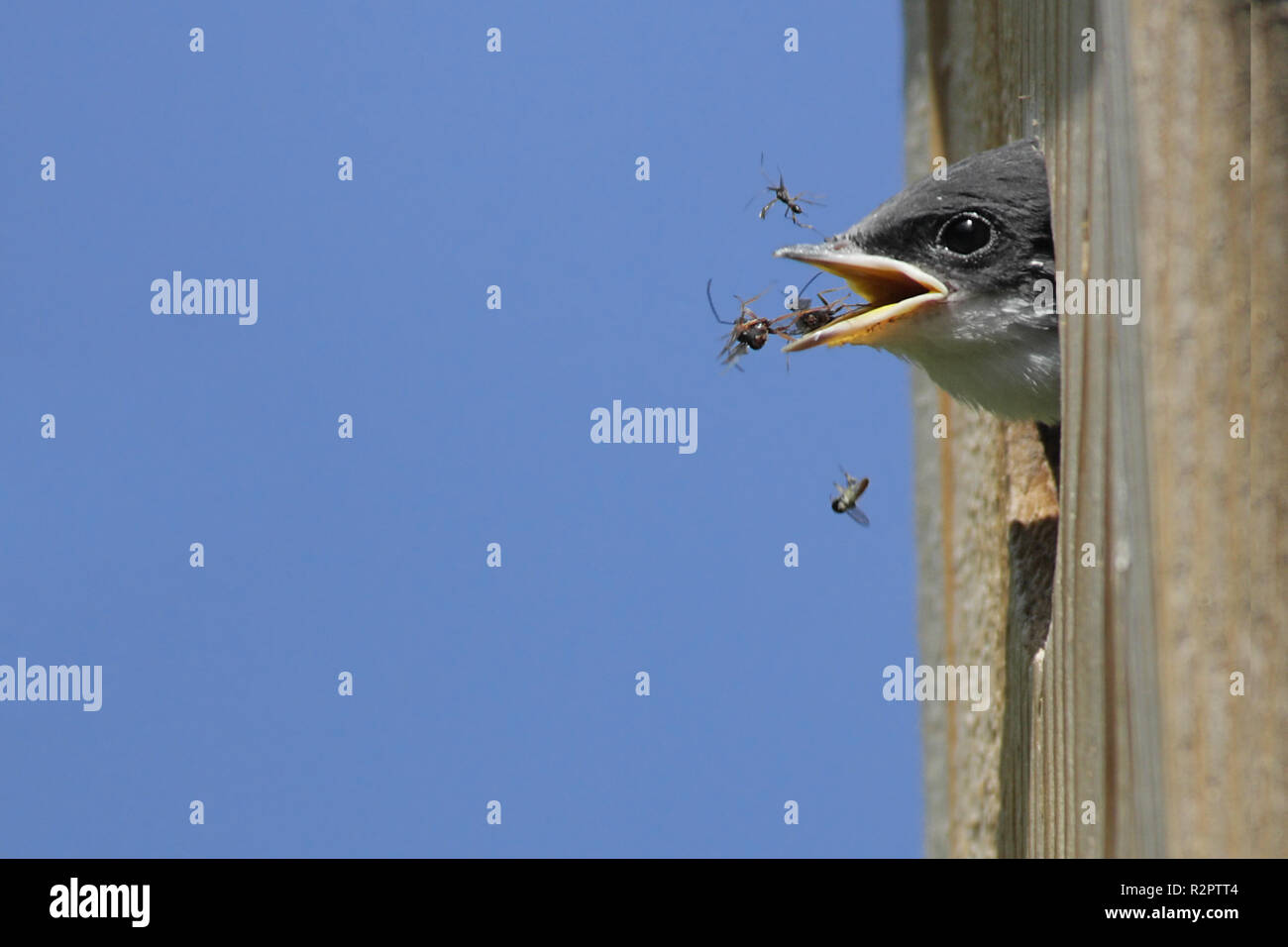 Birds eating insects hi-res stock photography and images - Alamy