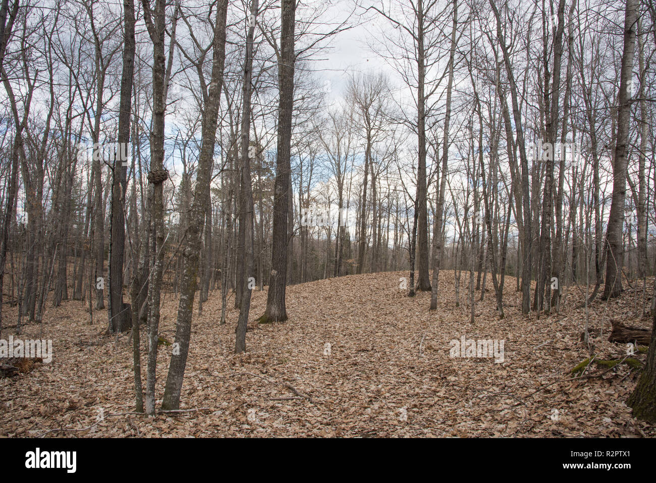 Leafless trees with forest floor covered in brown fallen leaves under a ...