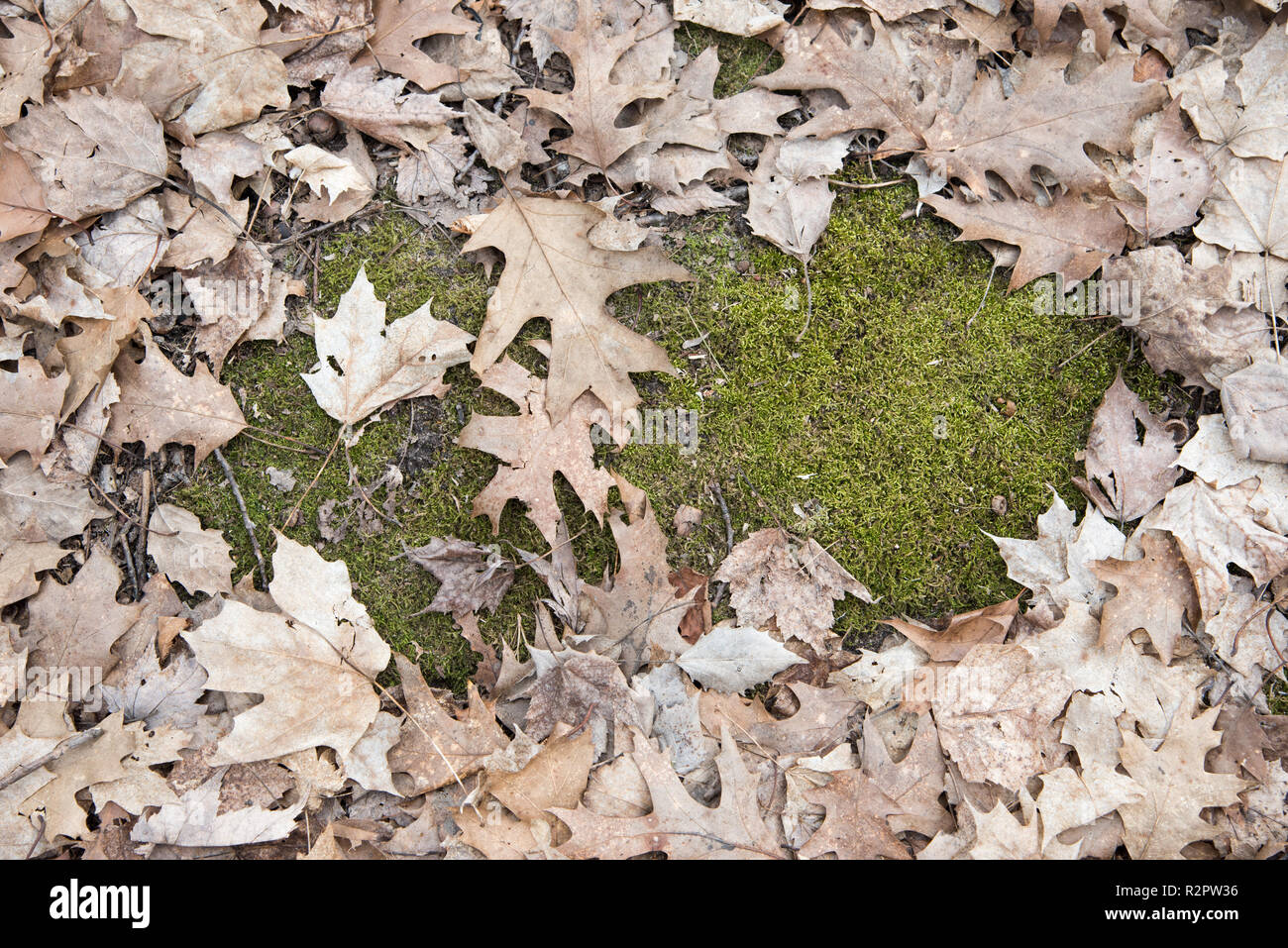 Forest floor detail with group of fallen leaves and green moss in ...