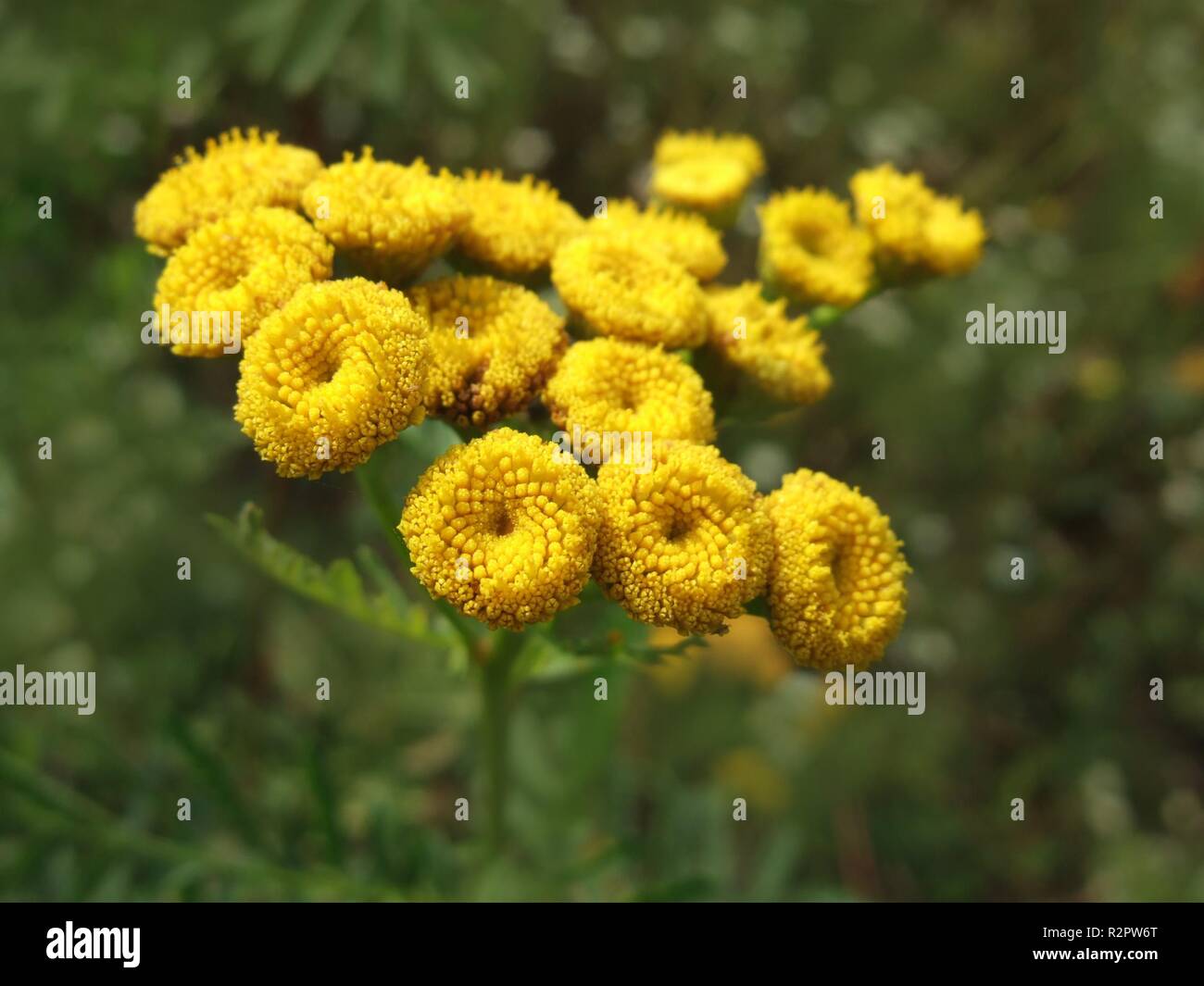 Toxic ga hi-res stock photography and images - Alamy