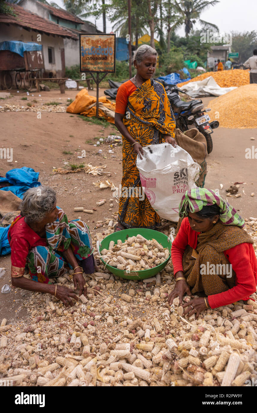 Empty corn cob hi-res stock photography and images - Alamy