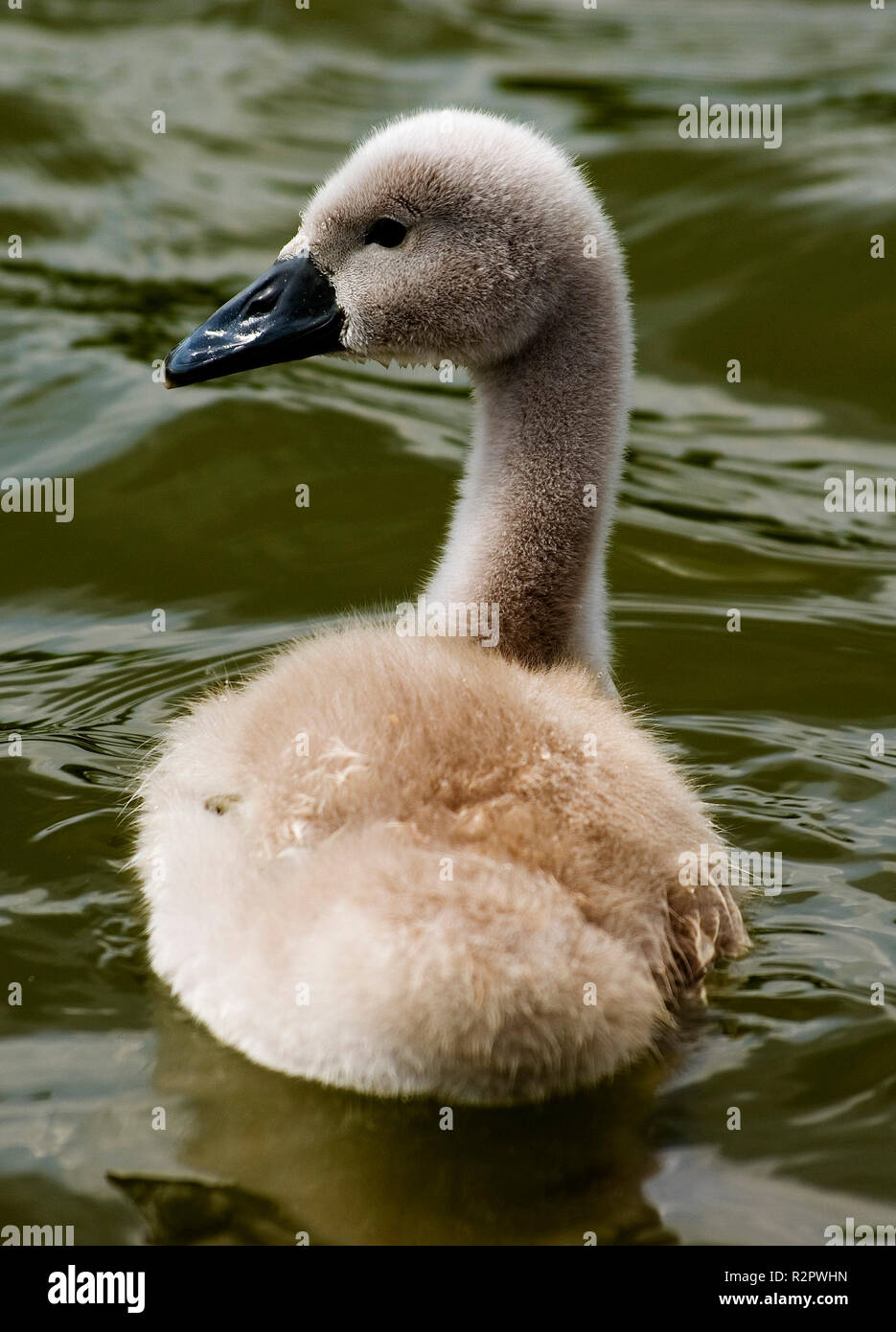 Tribus cygnini hi-res stock photography and images - Alamy