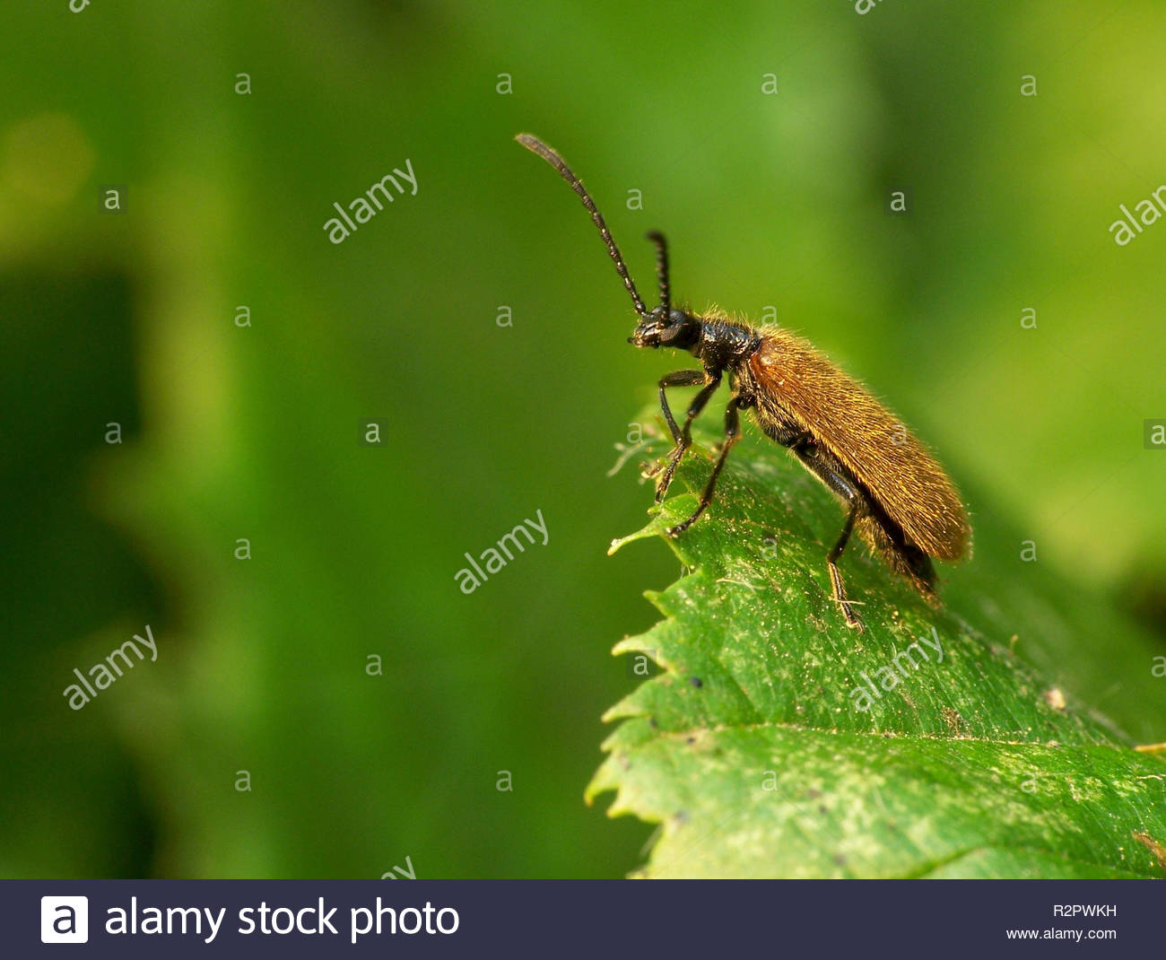 Beetle Lagria Hirta High Resolution Stock Photography and Images - Alamy