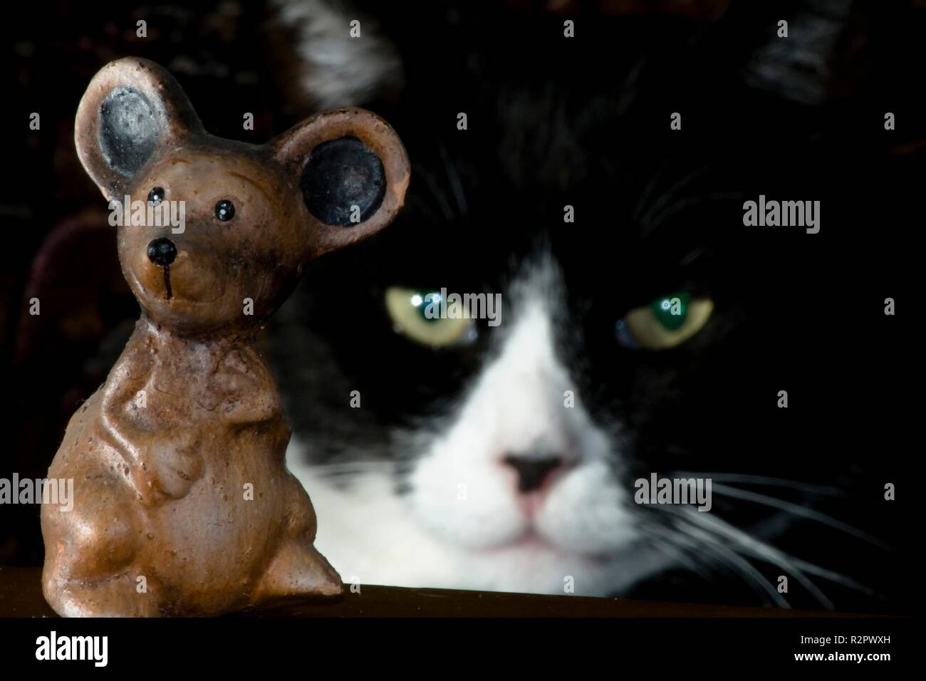cat and mouse Stock Photo - Alamy