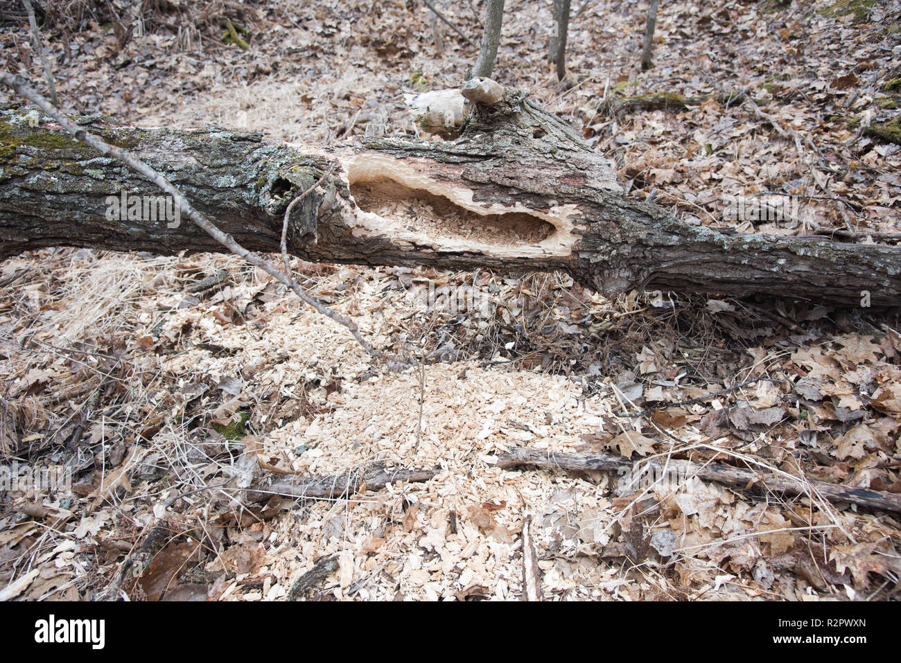 Tree trunk with section hollowed out by wildlife in forest area in ...