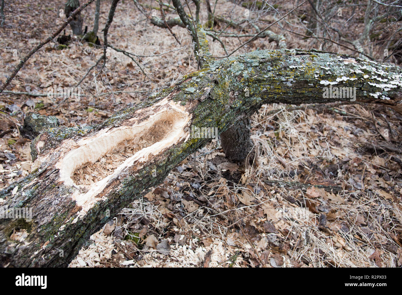 Hollowed Out Tree Trunk High Resolution Stock Photography and Images ...