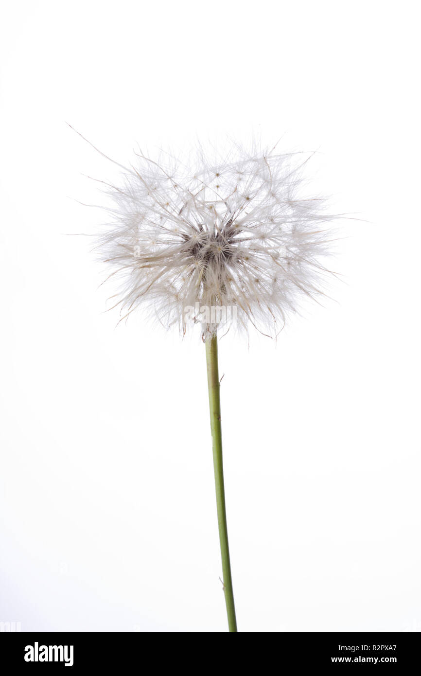 dandelion on white background Stock Photo - Alamy